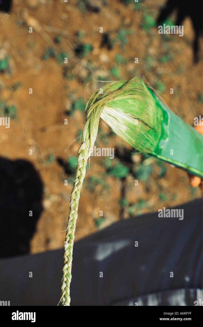 Sisal farm hi-res stock photography and images - Alamy