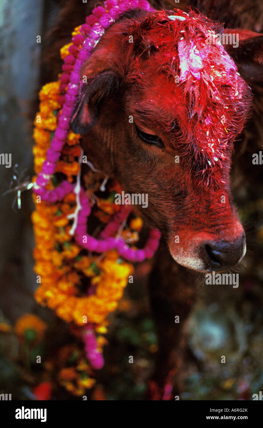 Sacred cow hi-res stock photography and images - Alamy