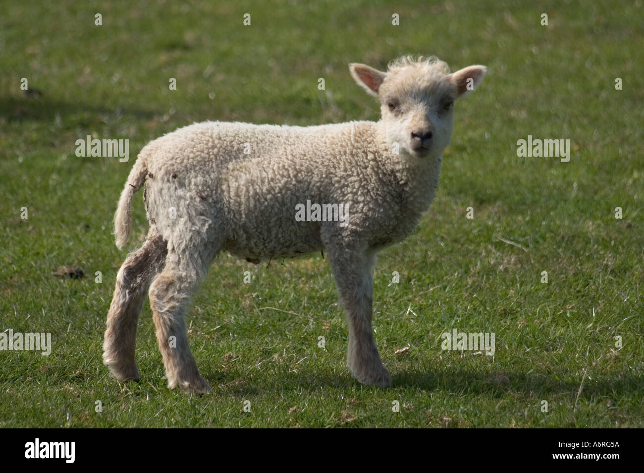Soay sheep breed lamb at Jedforest Deer Farm Scottish Borders UK Stock ...