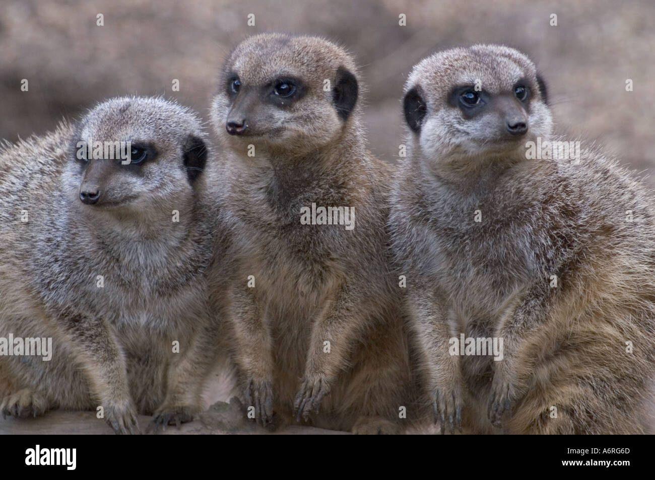 Three Meerkats Edinburgh Zoo Scotland Stock Photo - Alamy