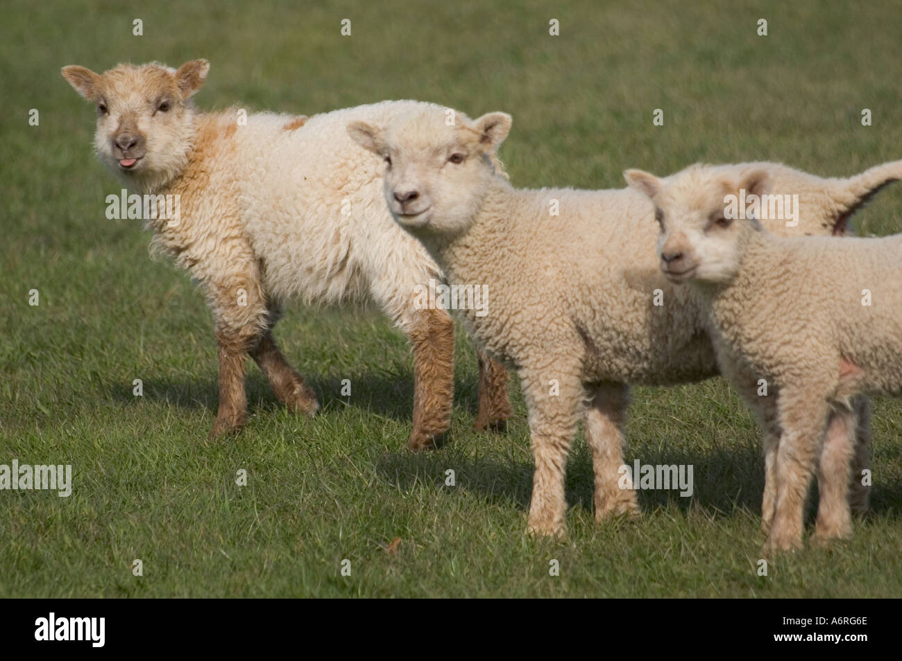 Soay sheep Scottish islands breed lambs at Jedforest Deer Farm Scottish ...
