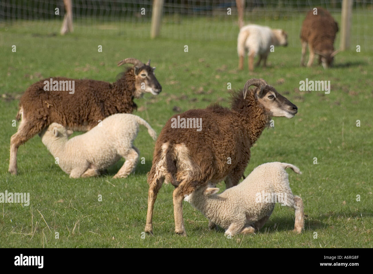 Soay lambs rare breed feeding from mothers Jedforest Deer Farm Scotland ...