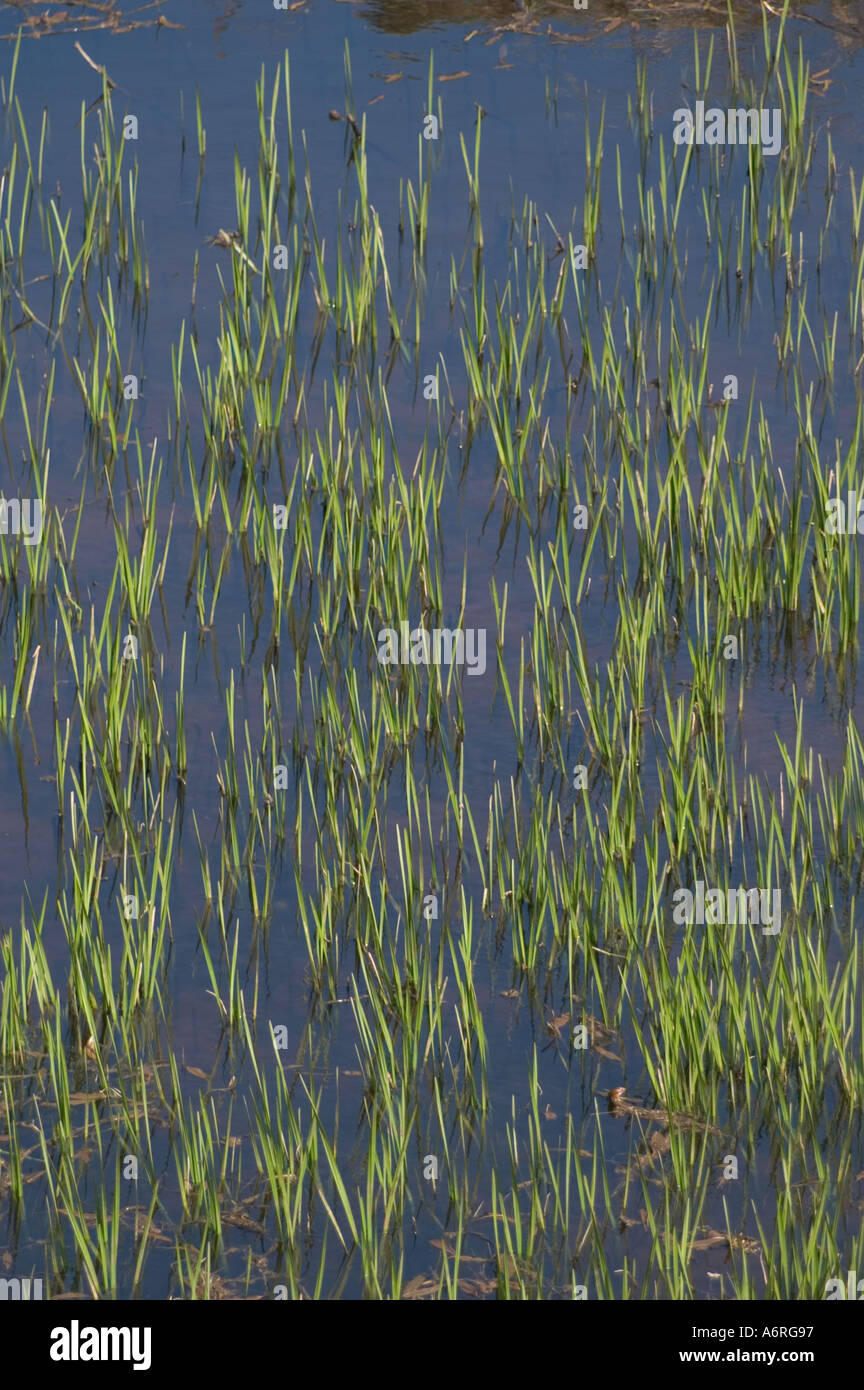 Patterns of reeds and waterplants in ponds at Jedforest Deer Farm ...