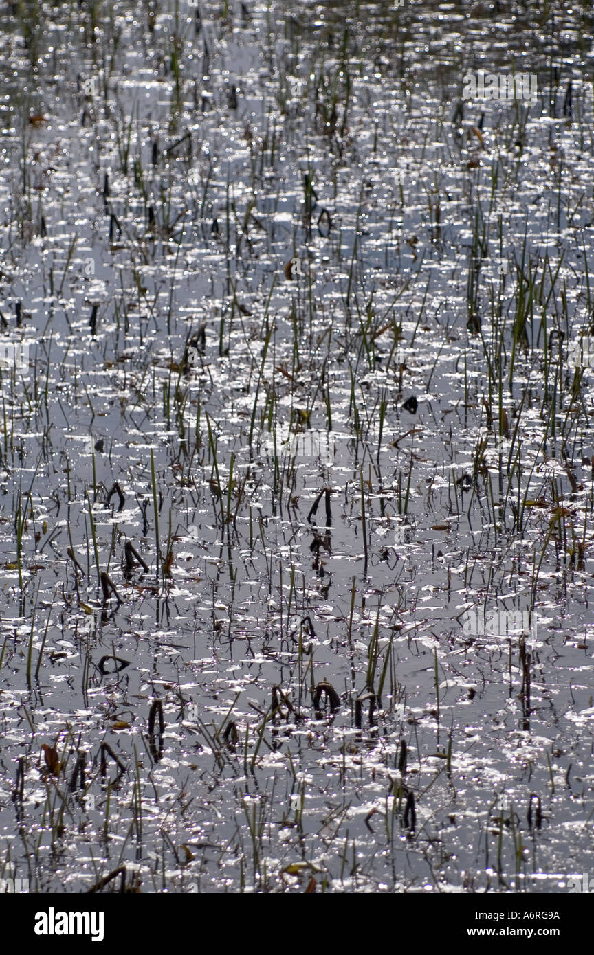 Patterns of reeds and waterplants in ponds at Jedforest Deer Farm ...
