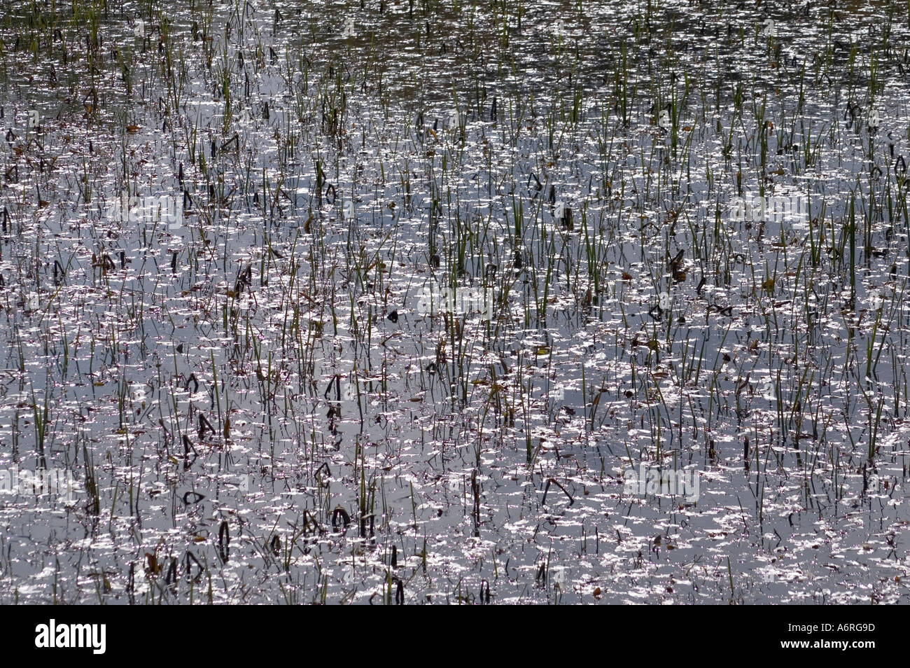 Patterns of reeds and waterplants in ponds at Jedforest Deer Farm ...