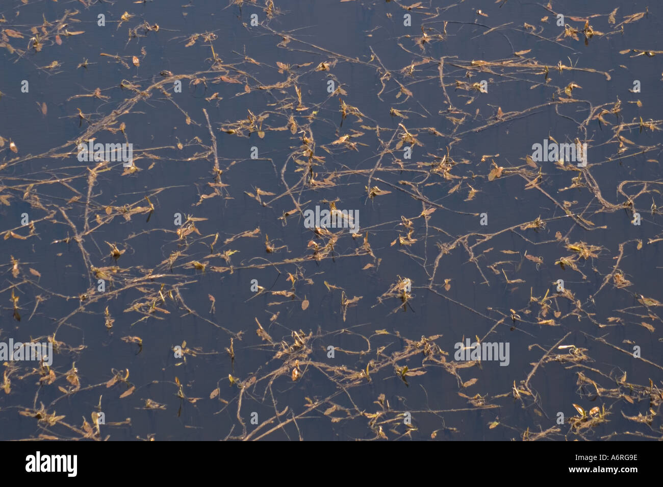 Patterns of reeds and waterplants in ponds at Jedforest Deer Farm ...