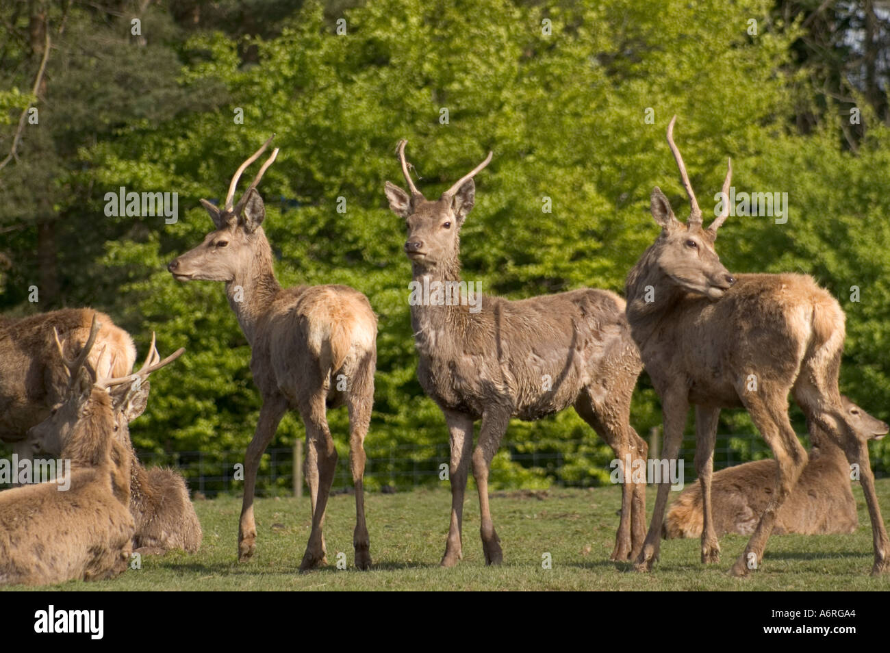 Jedforest hi-res stock photography and images - Alamy