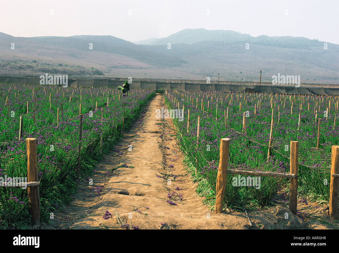 Statice flowers grown commercially Delamere Estate Great Rift Valley ...