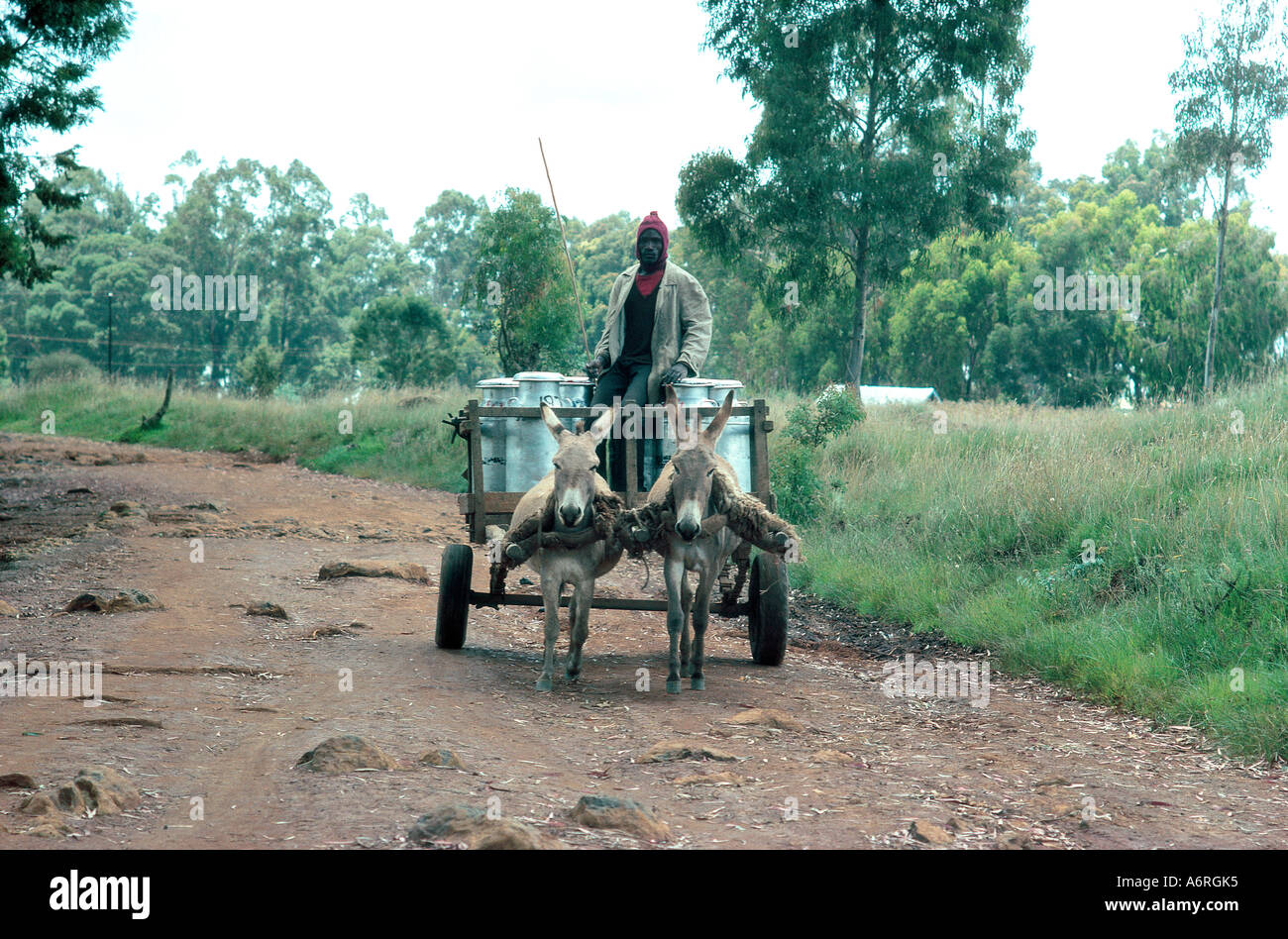Kikuyu man driving a donkey cart with two donkeys loaded with milk ...