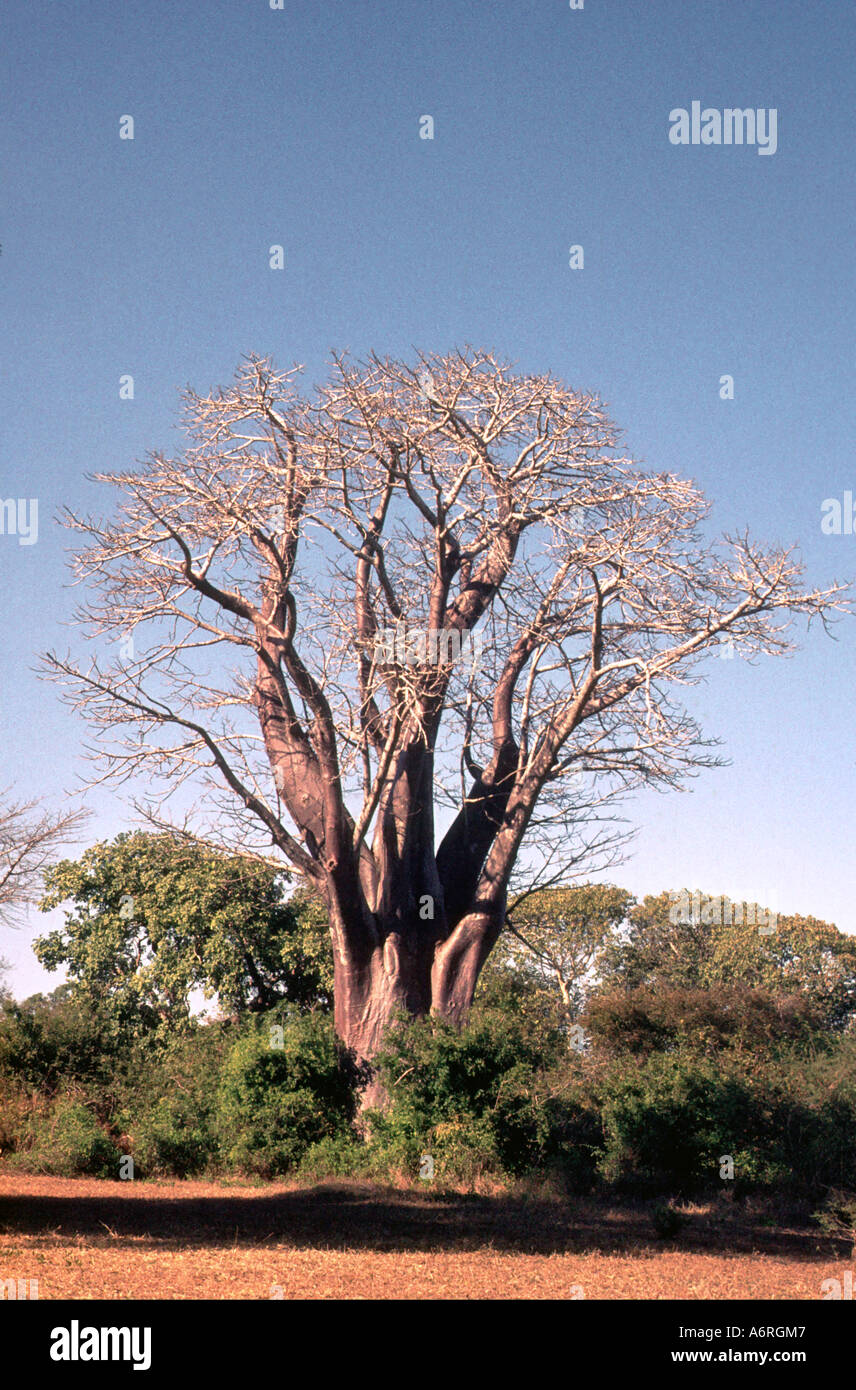 Baobab tree Malaŵi Africa Stock Photo - Alamy