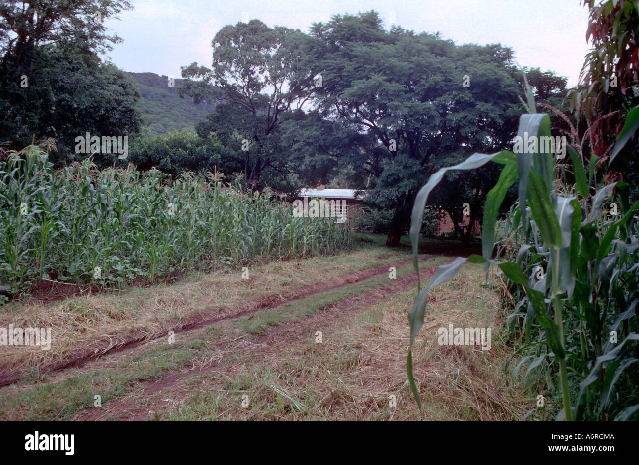 Maize (chimanga) growing in garden in Malaŵi Africa Stock Photo - Alamy