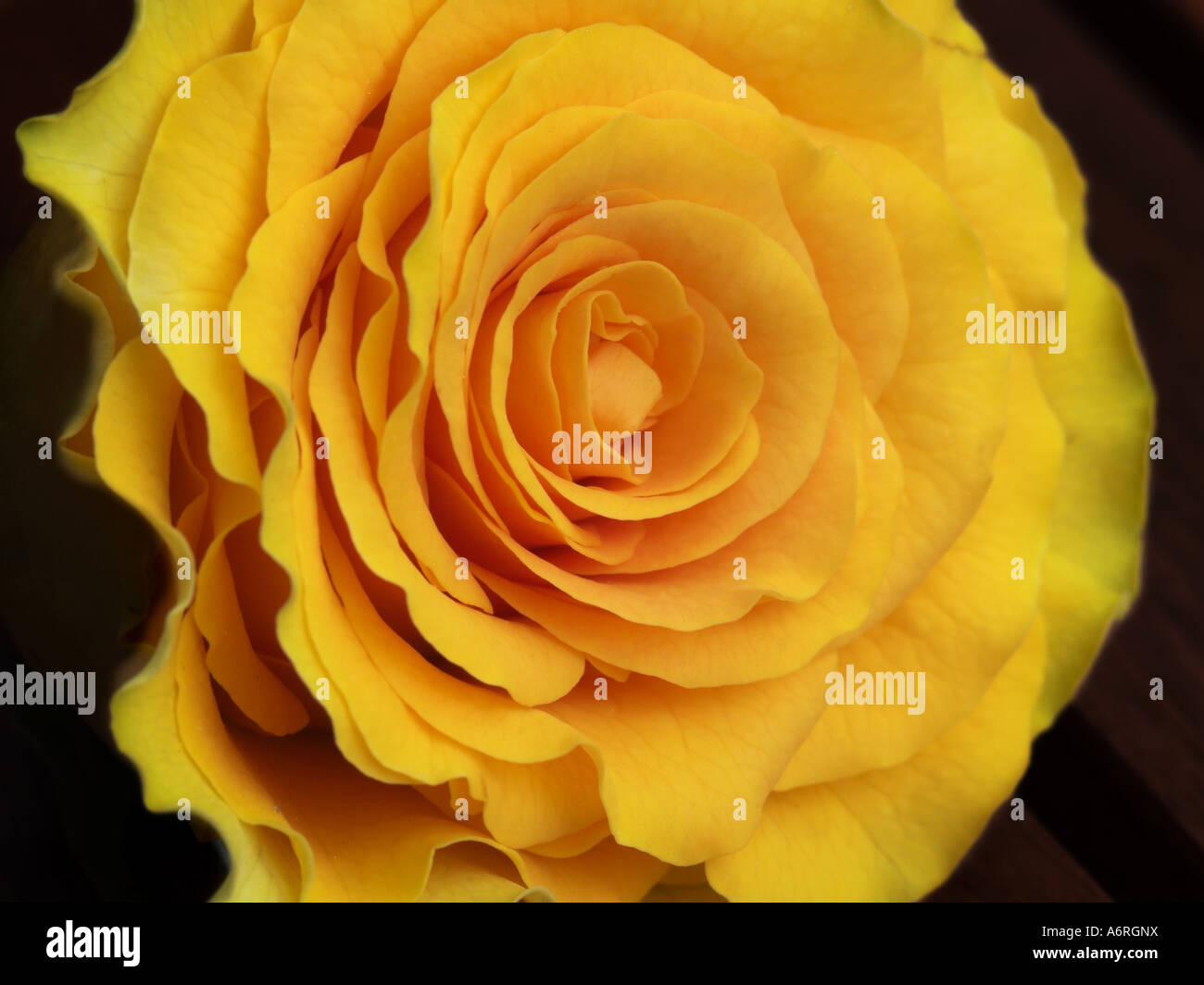bloom of a yellow rose/floribunda Stock Photo - Alamy
