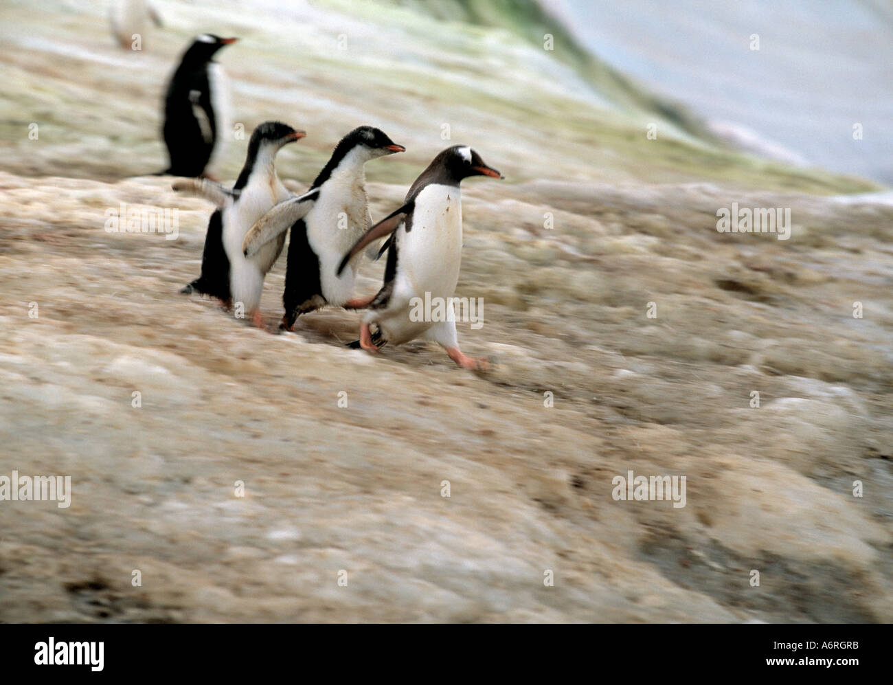 adelaide penguins moving quickly down an ice covered slope towards the ...