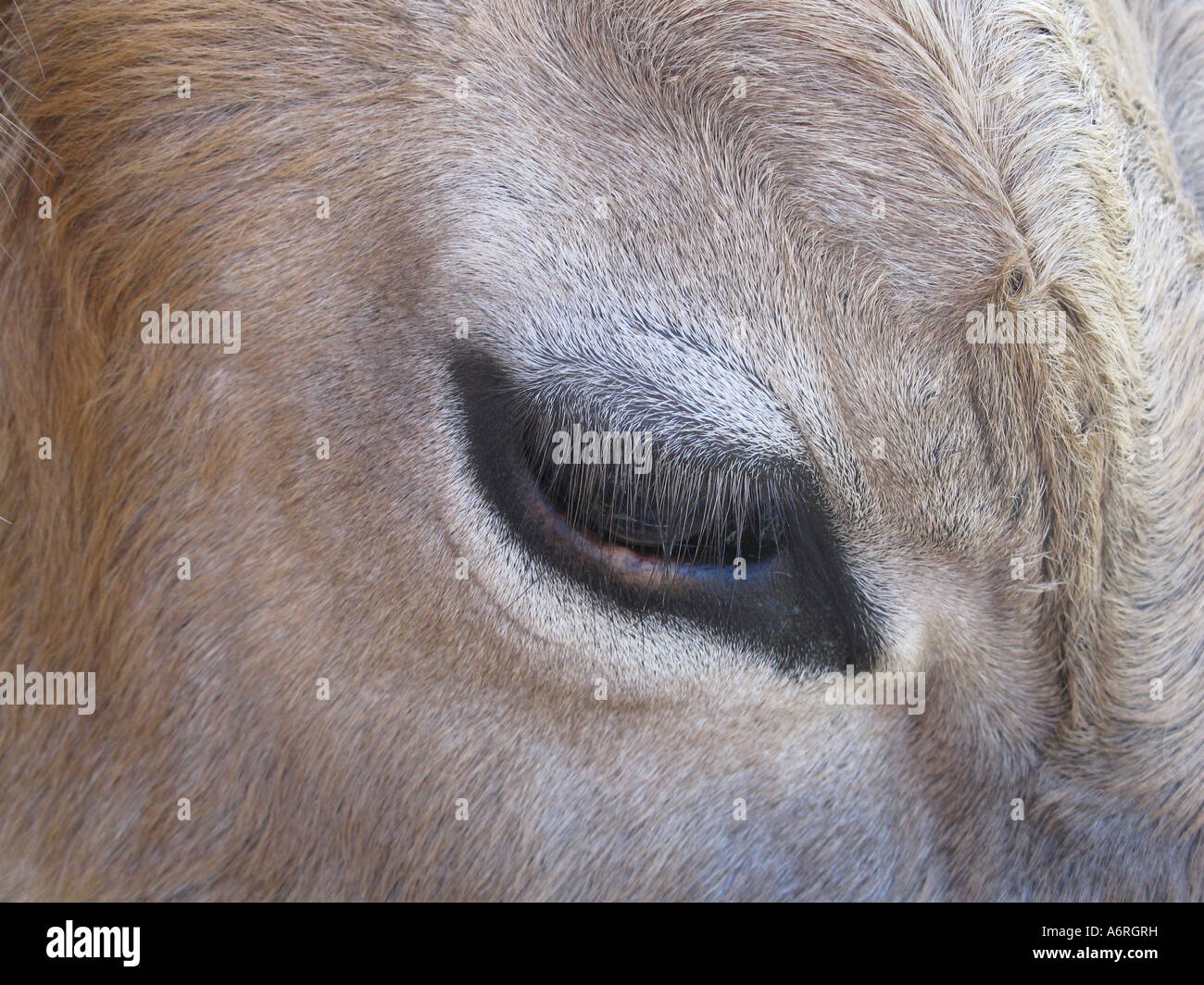 Eye of a cow Stock Photo - Alamy