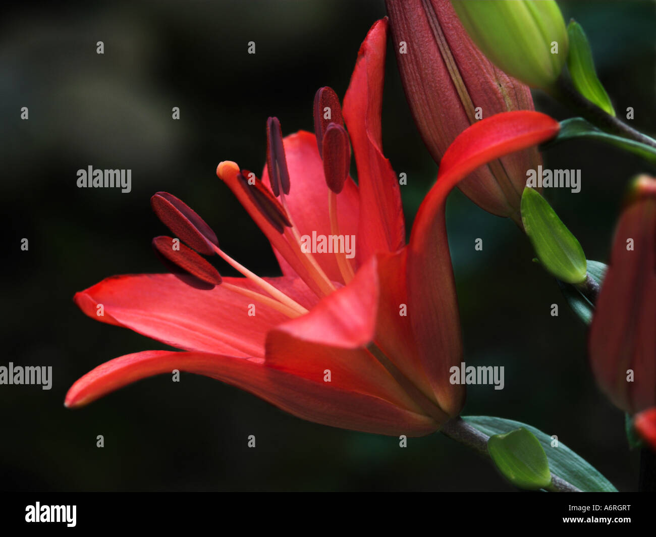 flower of a red lilly (closeup Stock Photo - Alamy