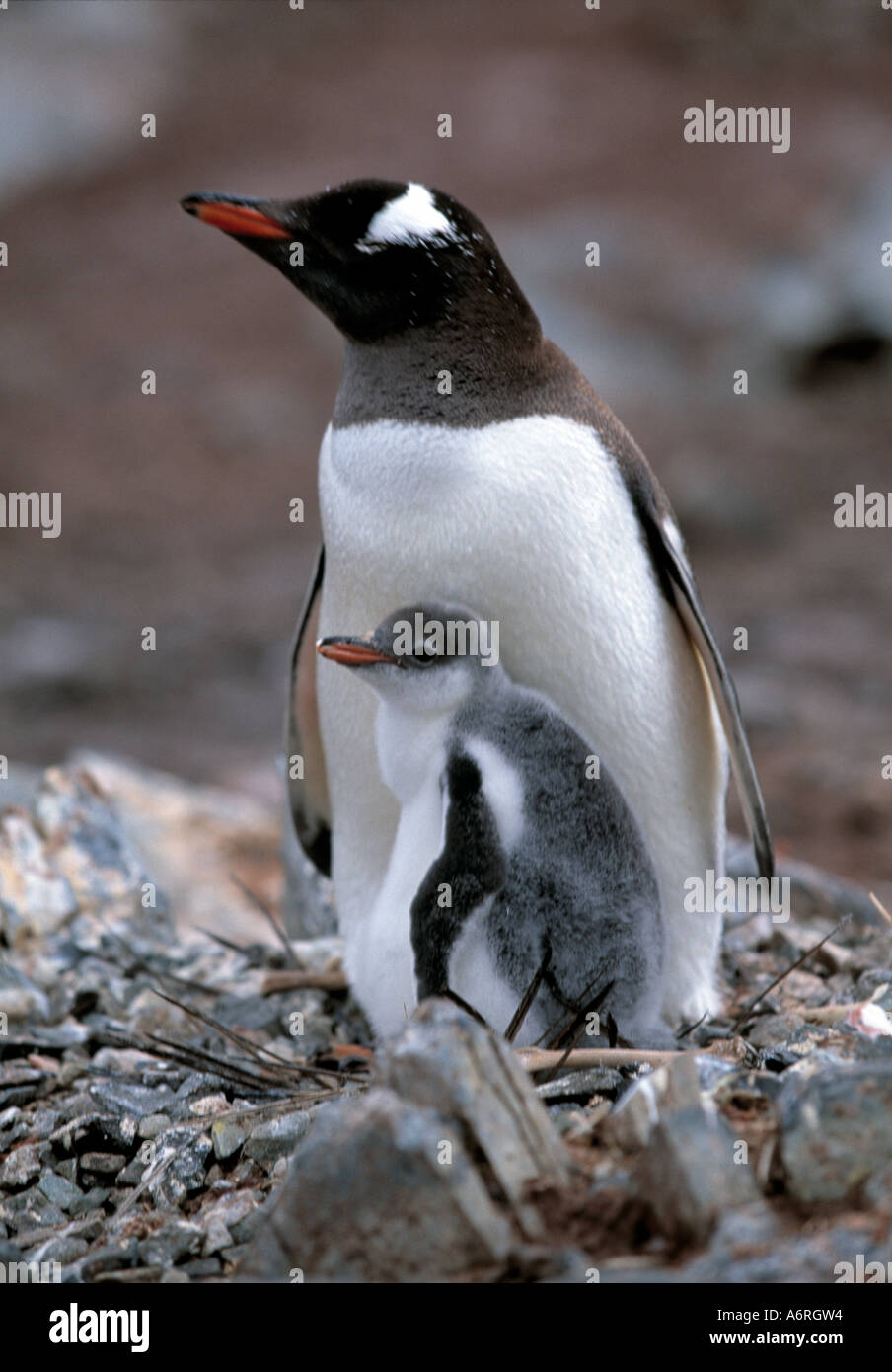 antarctic, antarctica, frozen continent, white continent, polar ...