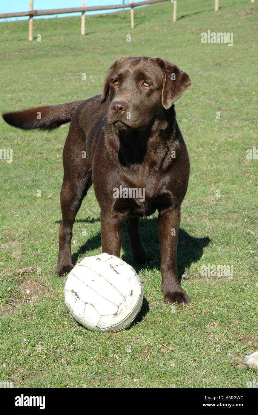 Chocolate Labrador standing in field next to football Stock Photo - Alamy