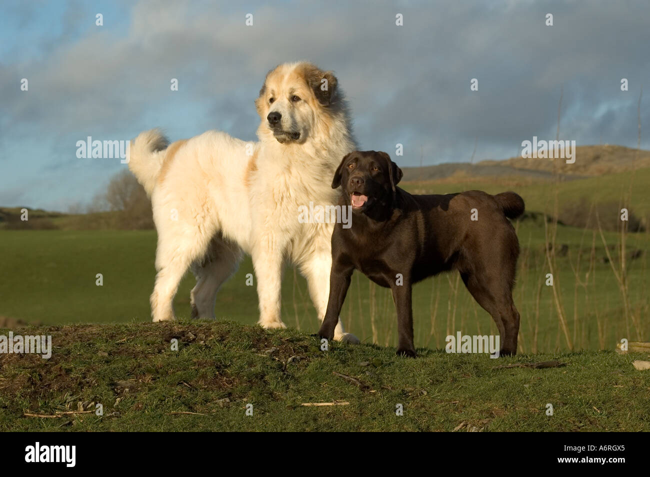 Pyrenean Mountain dog and Chocolate Labrador standing on hilltop Stock ...
