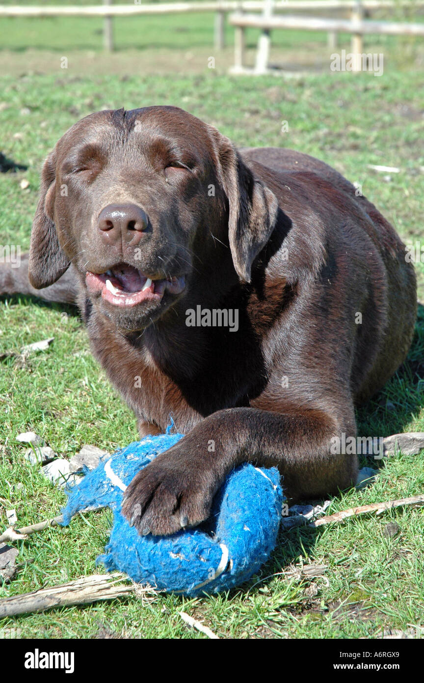 Brown Labrador lying in field with paw on old tatty chewed blue ball ...