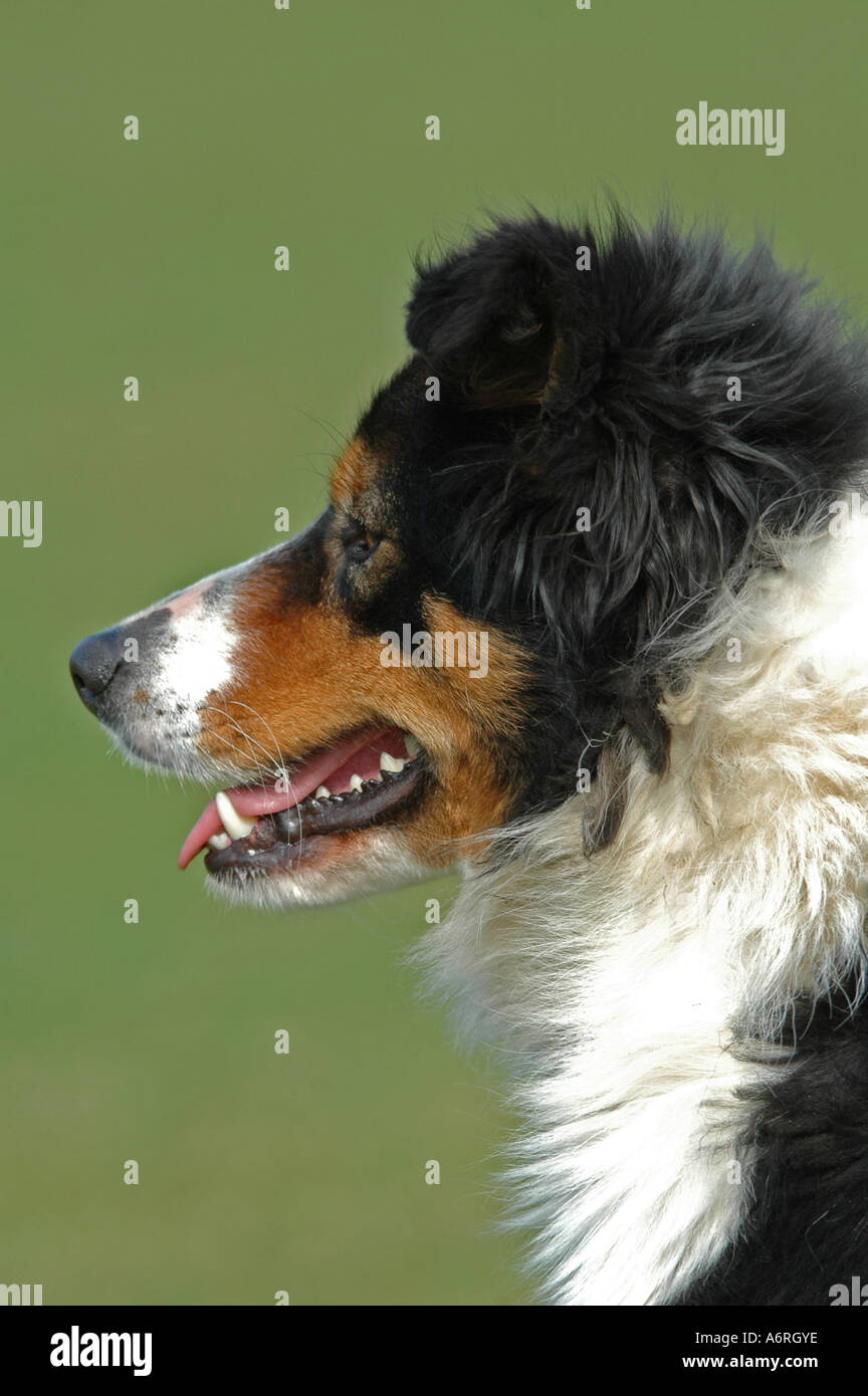 close up portrait of welsh Border Collie Stock Photo - Alamy