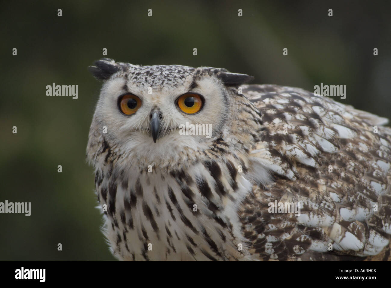 Bengalese Eagle Owl Edinburgh Zoo Scotland Stock Photo - Alamy