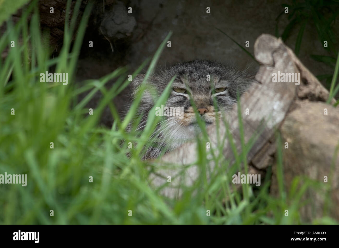 Pallas's cat Edinburgh Zoo rare daylight sighting of an elusive caged ...