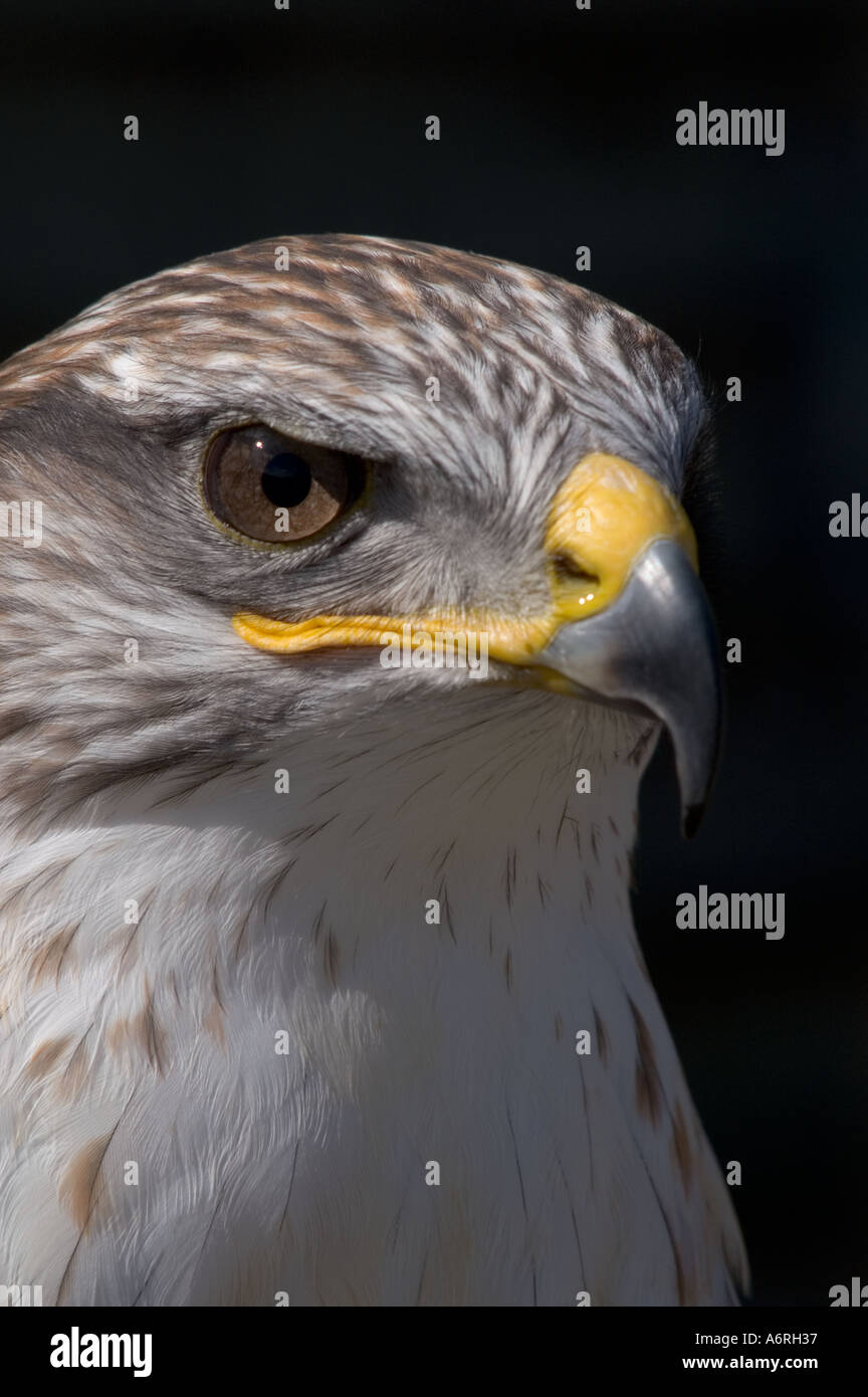 Ferruginous hawk at Jedforest Deer Farm visitor attraction with ...