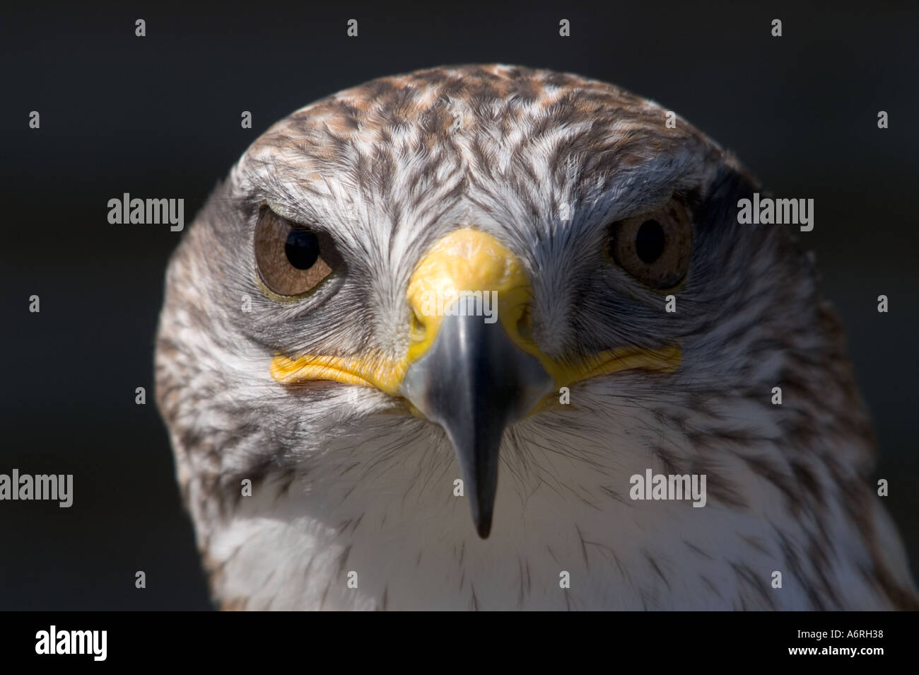 Ferruginous hawk at Jedforest Deer Farm visitor attraction with ...