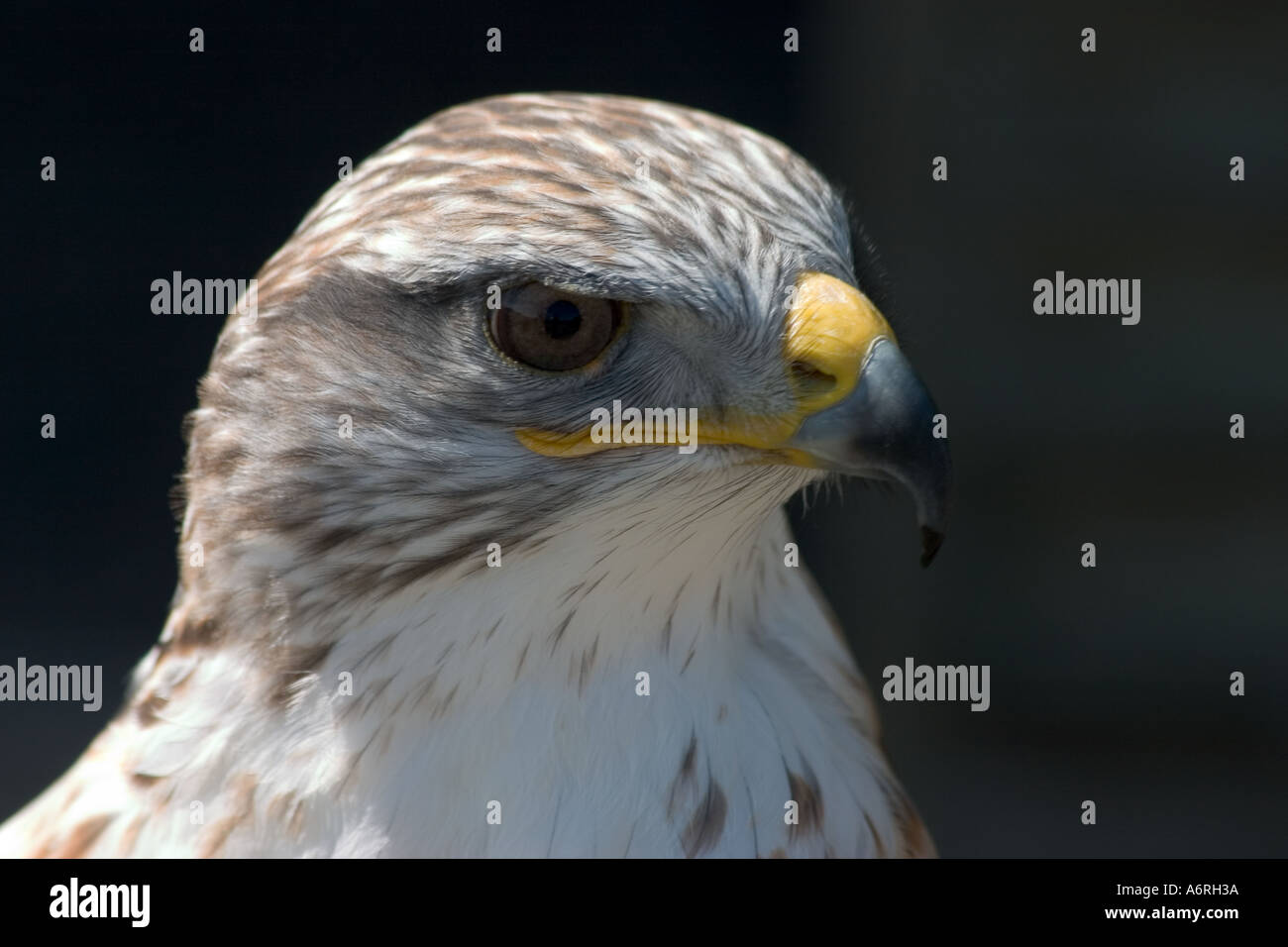 Ferruginous hawk at Jedforest Deer Farm visitor attraction with ...