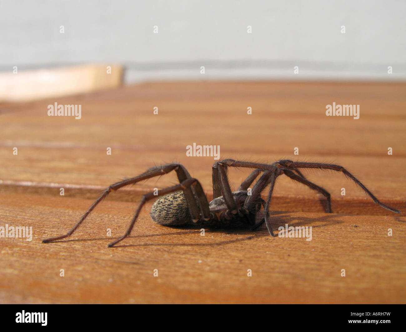 Table insects hi-res stock photography and images - Alamy