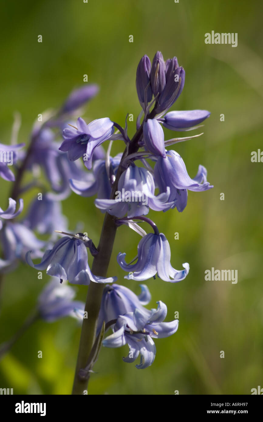 Scottish garden in spring month of May bluebell naturalised hyacinth or ...