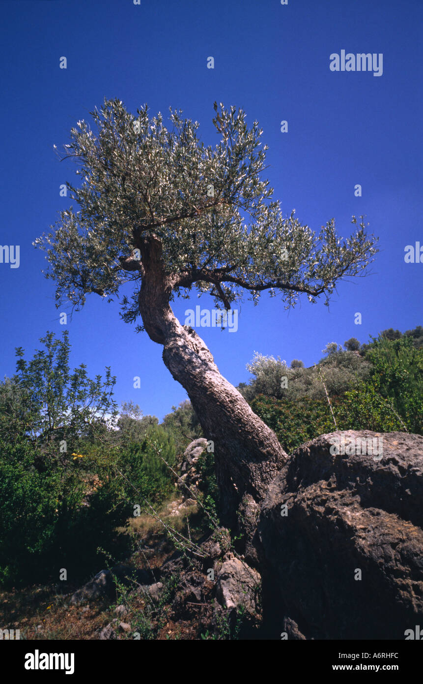 Olive wood mallorca hi-res stock photography and images - Alamy