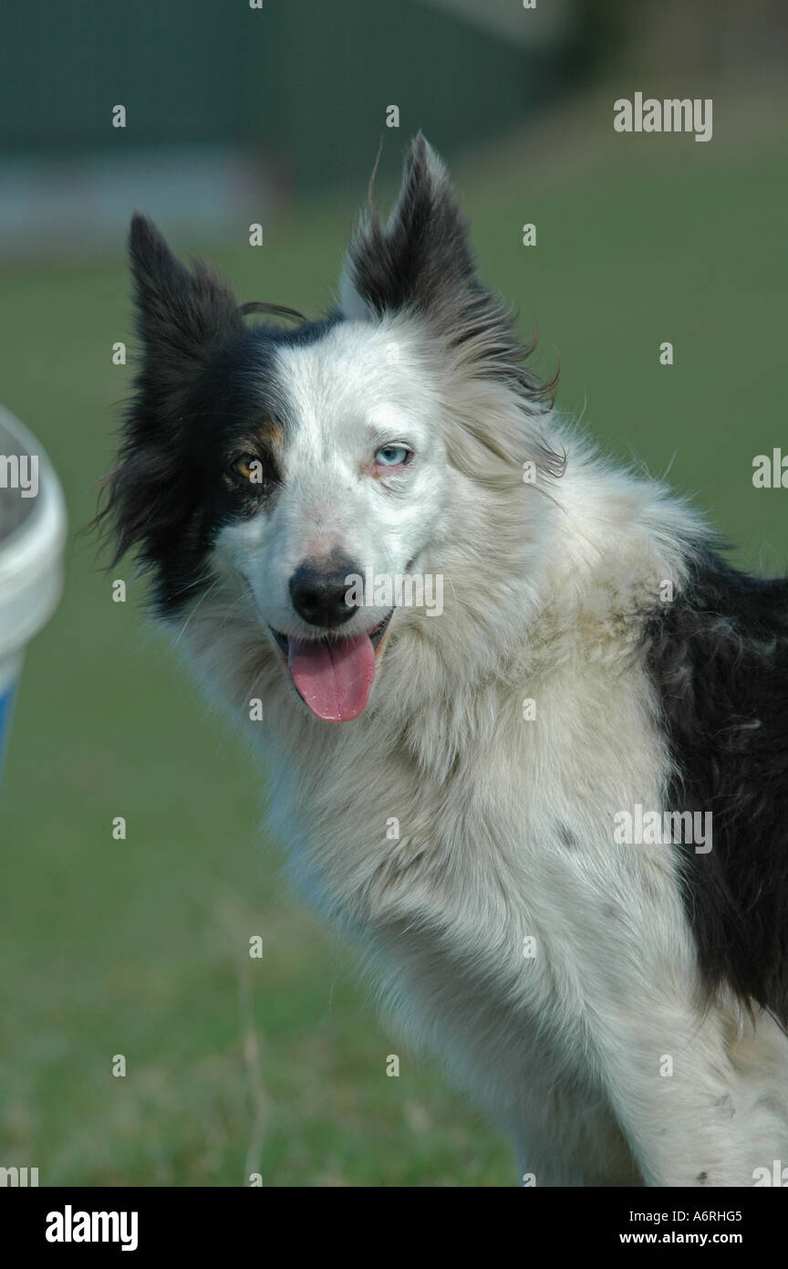 portrait of black and white Welsh Collie with different coloured ...