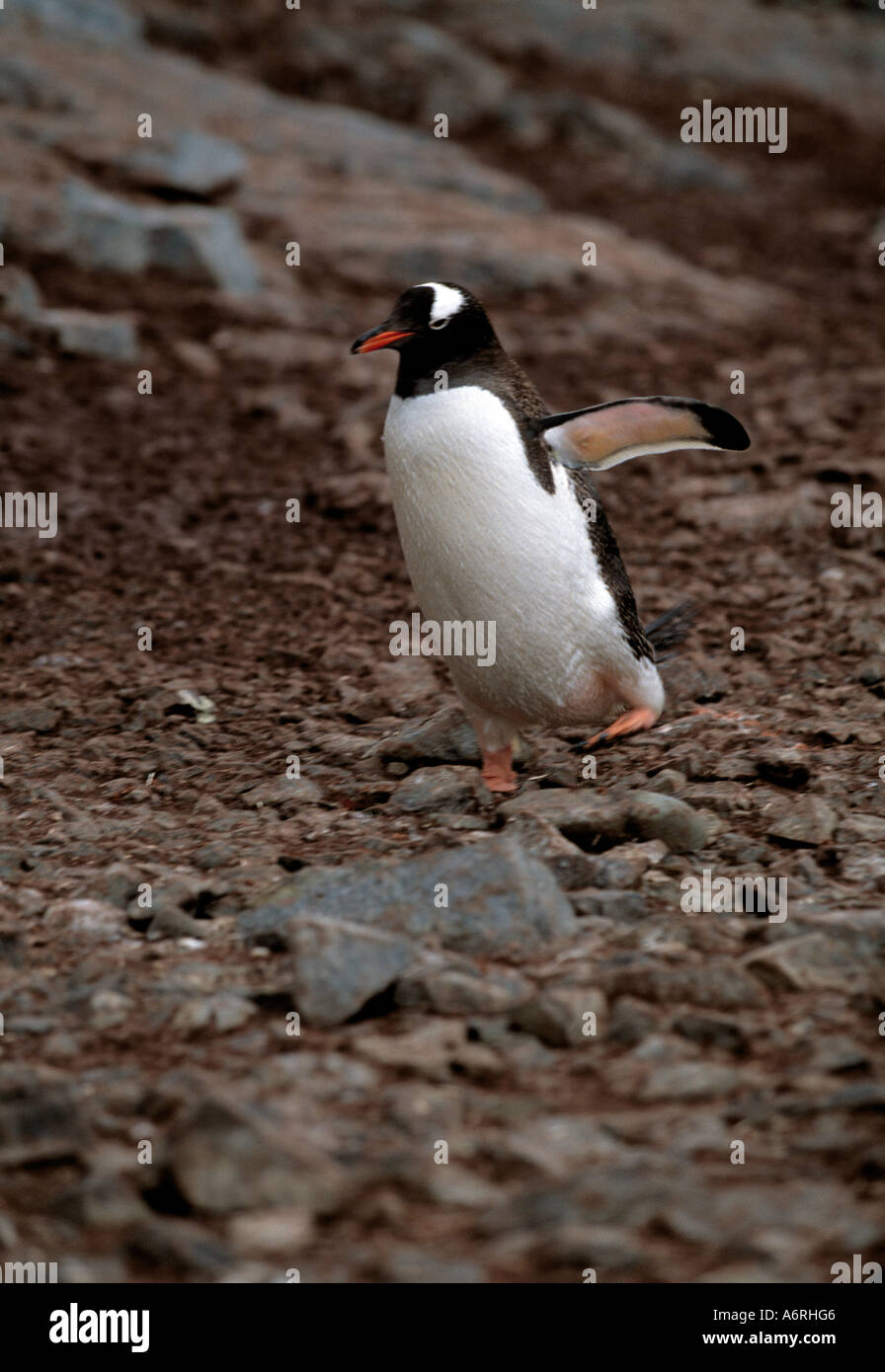 antarctic, antarctica, frozen continent, ice continent, cold continent ...