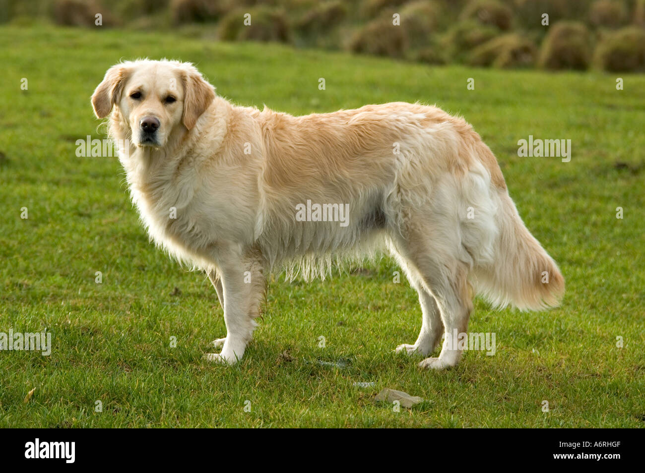 Golden Retriever standing still in green field looking at camera ...