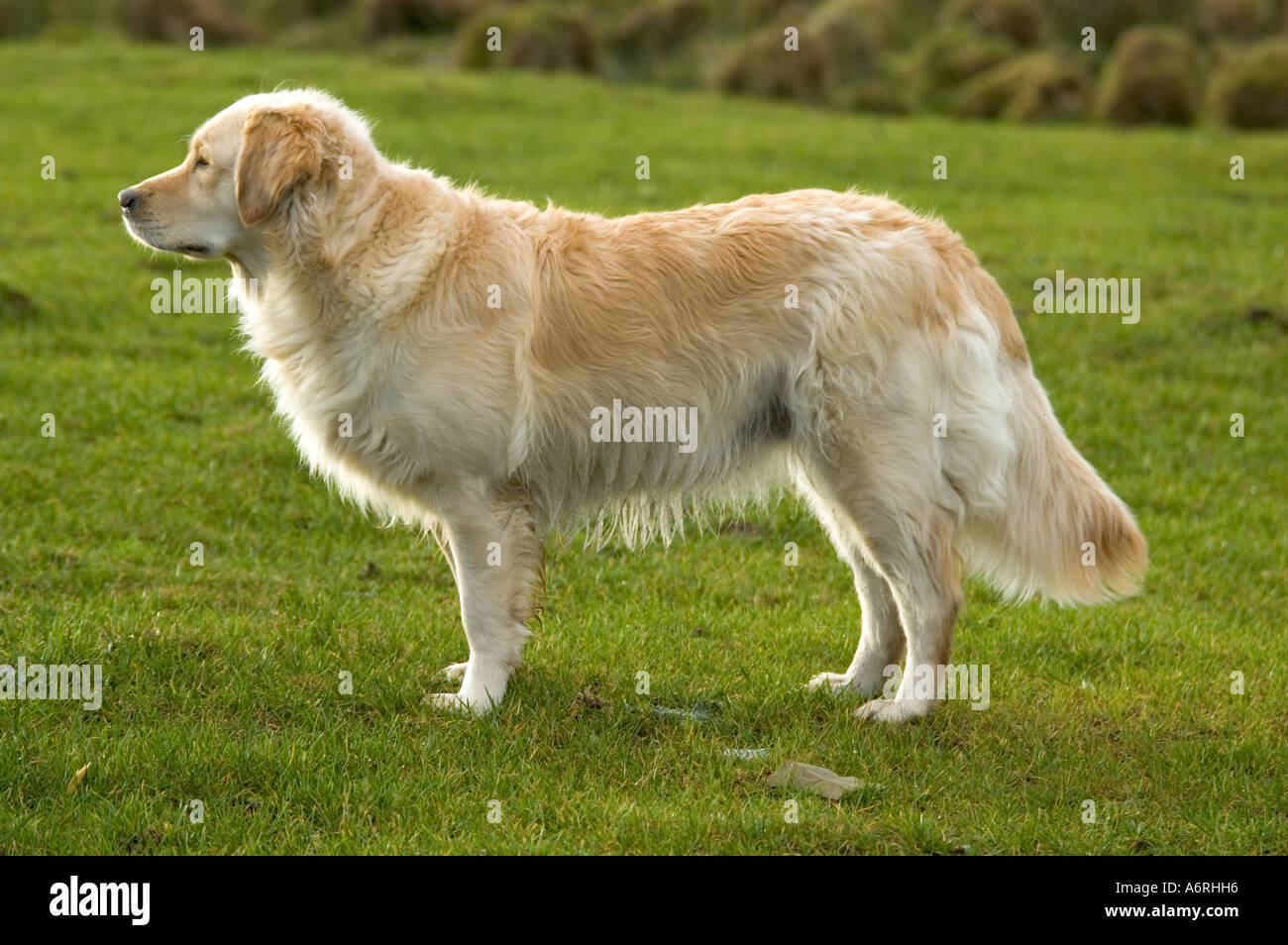 Handsome golden retriever hi-res stock photography and images - Alamy
