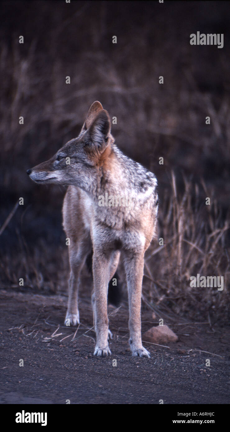 Silver-backed jackal. Kruger Park South Africa Stock Photo - Alamy