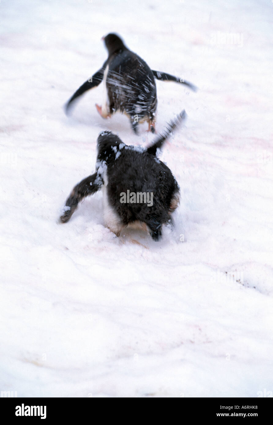 antarctic, antarctica, frozen continent, cold continent, ice continent ...