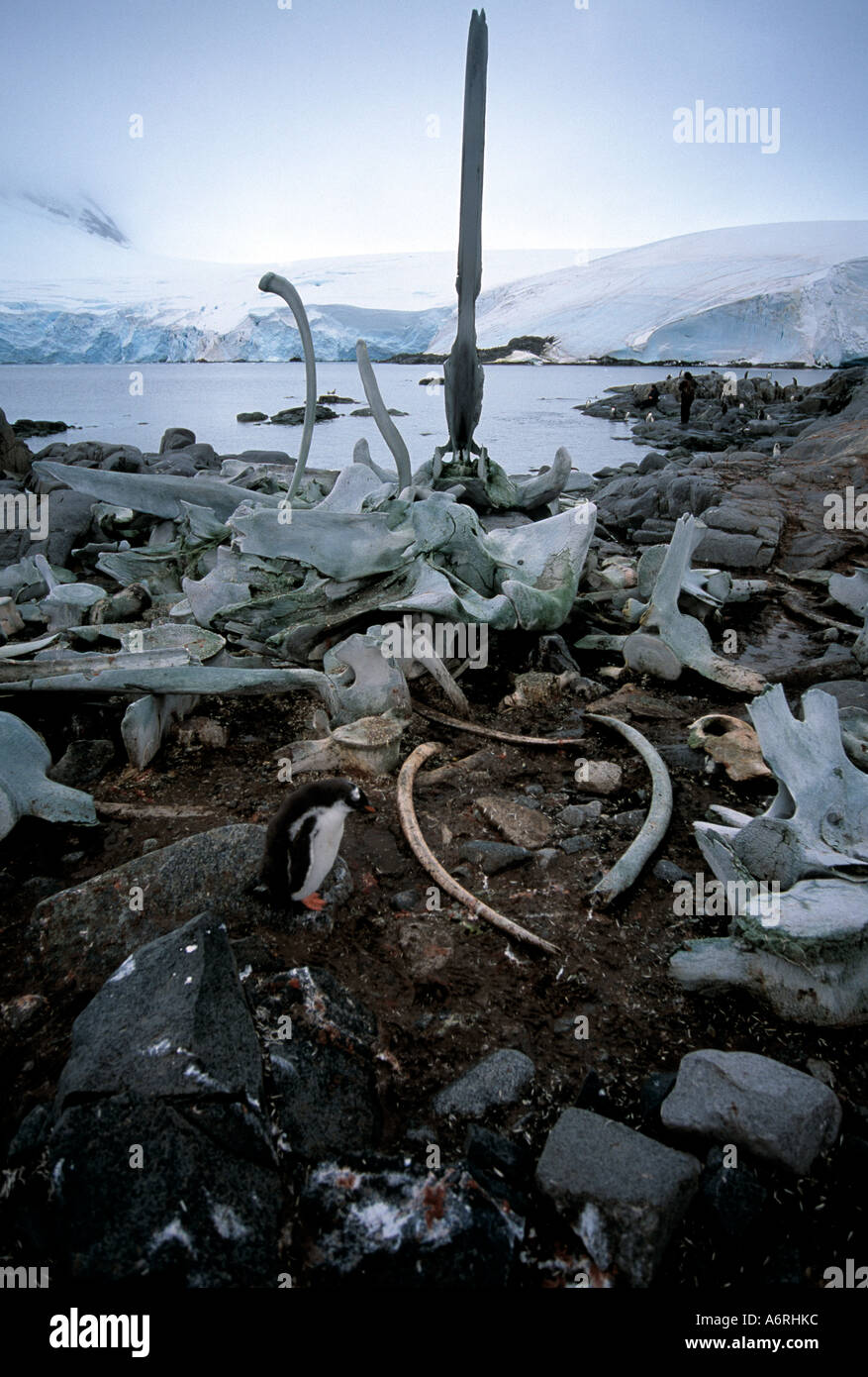 antarctic, antarctica, frozen continent, ice continent, cold continent ...