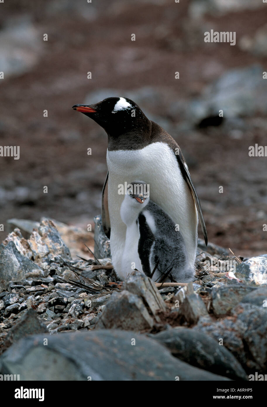 antarctic, antarctica, ice continent, frozen continent, cold continent ...