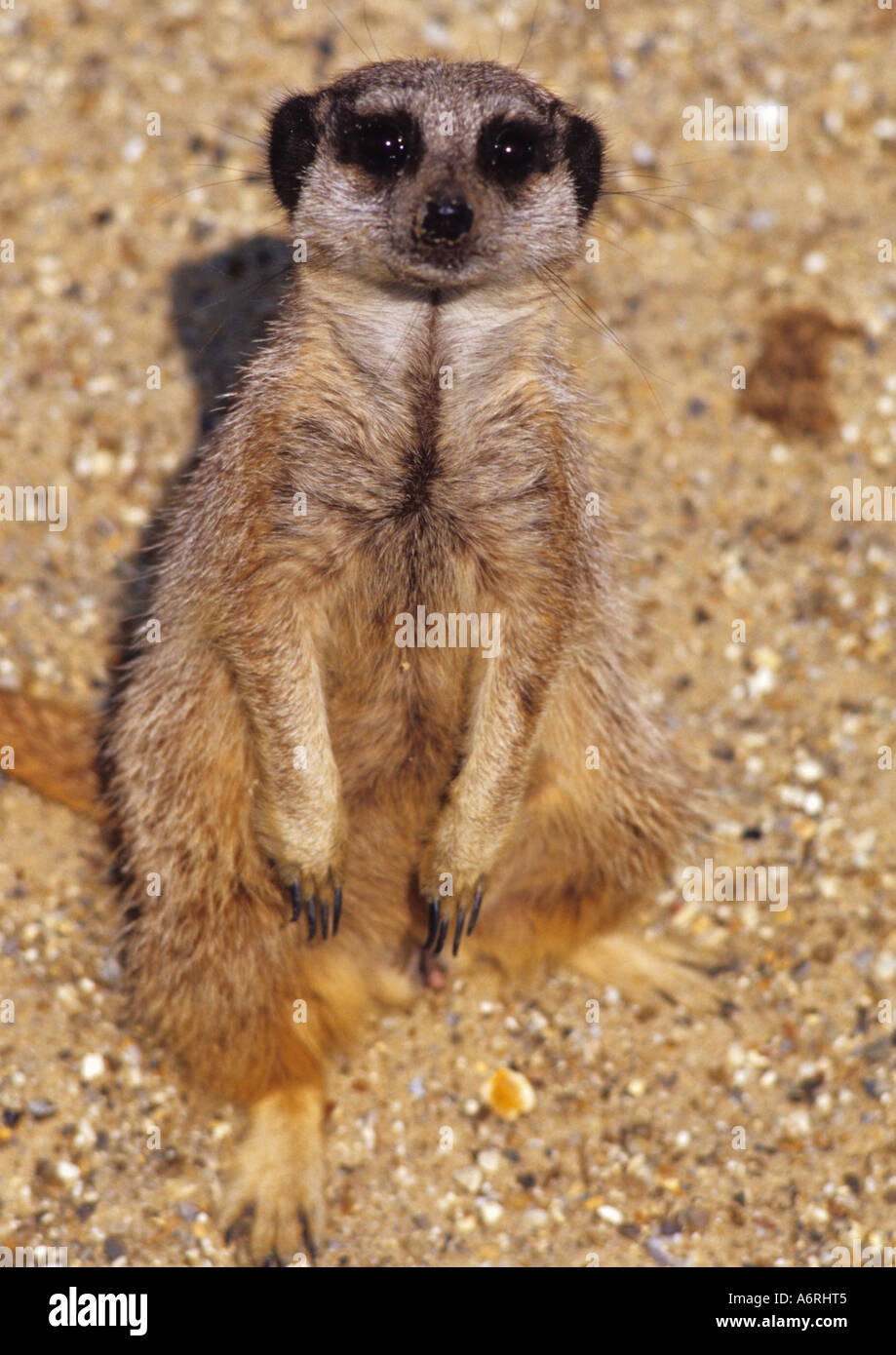 Meercat at Suffolk Wildlife Park in the Uk Stock Photo - Alamy