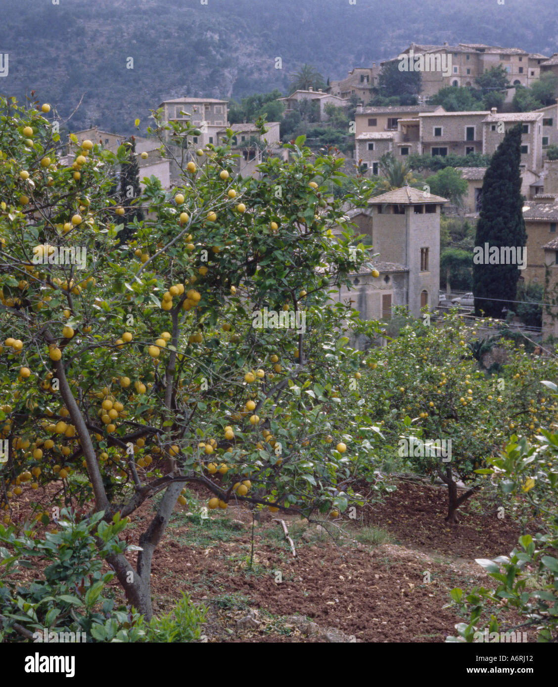 Lemon grove at Deja village Mallorca Majorca with houses in background ...