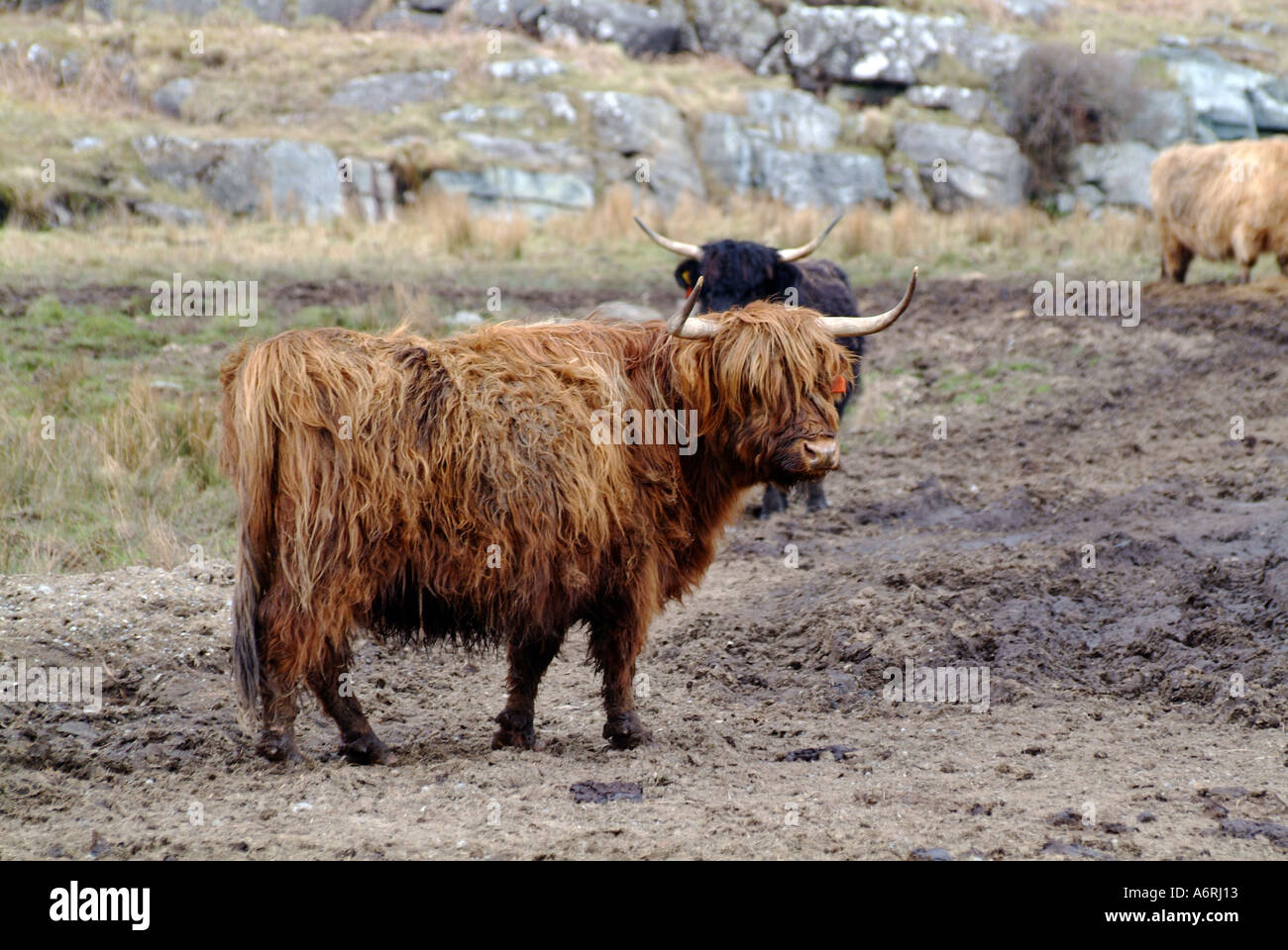 highland cattle aberdeen angus Isle of Mull Inner Hebrides Stock Photo - Alamy