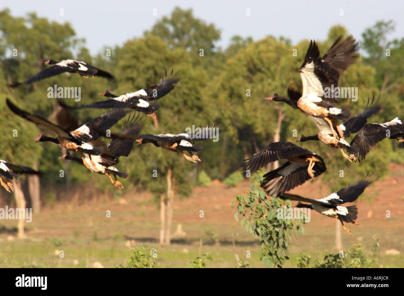 Magpie geese northern territory hi-res stock photography and images - Alamy