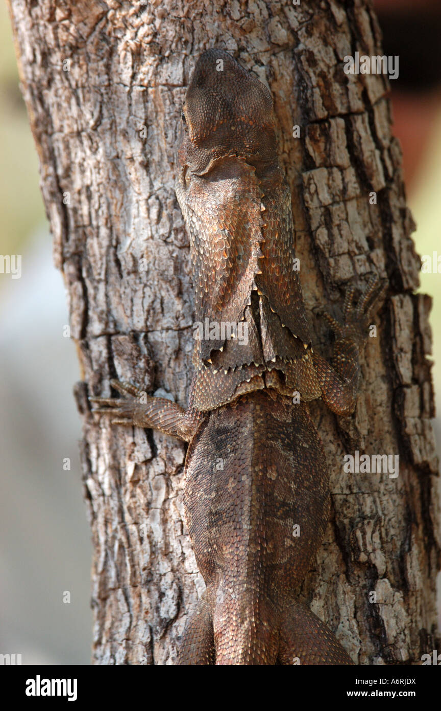 Frilled Lizard on a tree trunk Stock Photo - Alamy