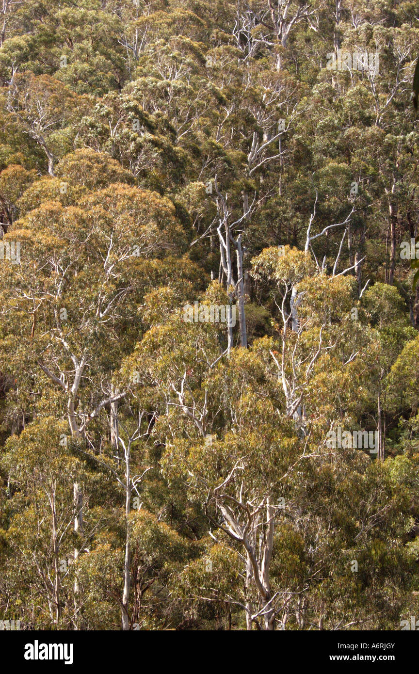 eucalyptus trees, in temperate rainforest, Otways NP, Australia Stock ...