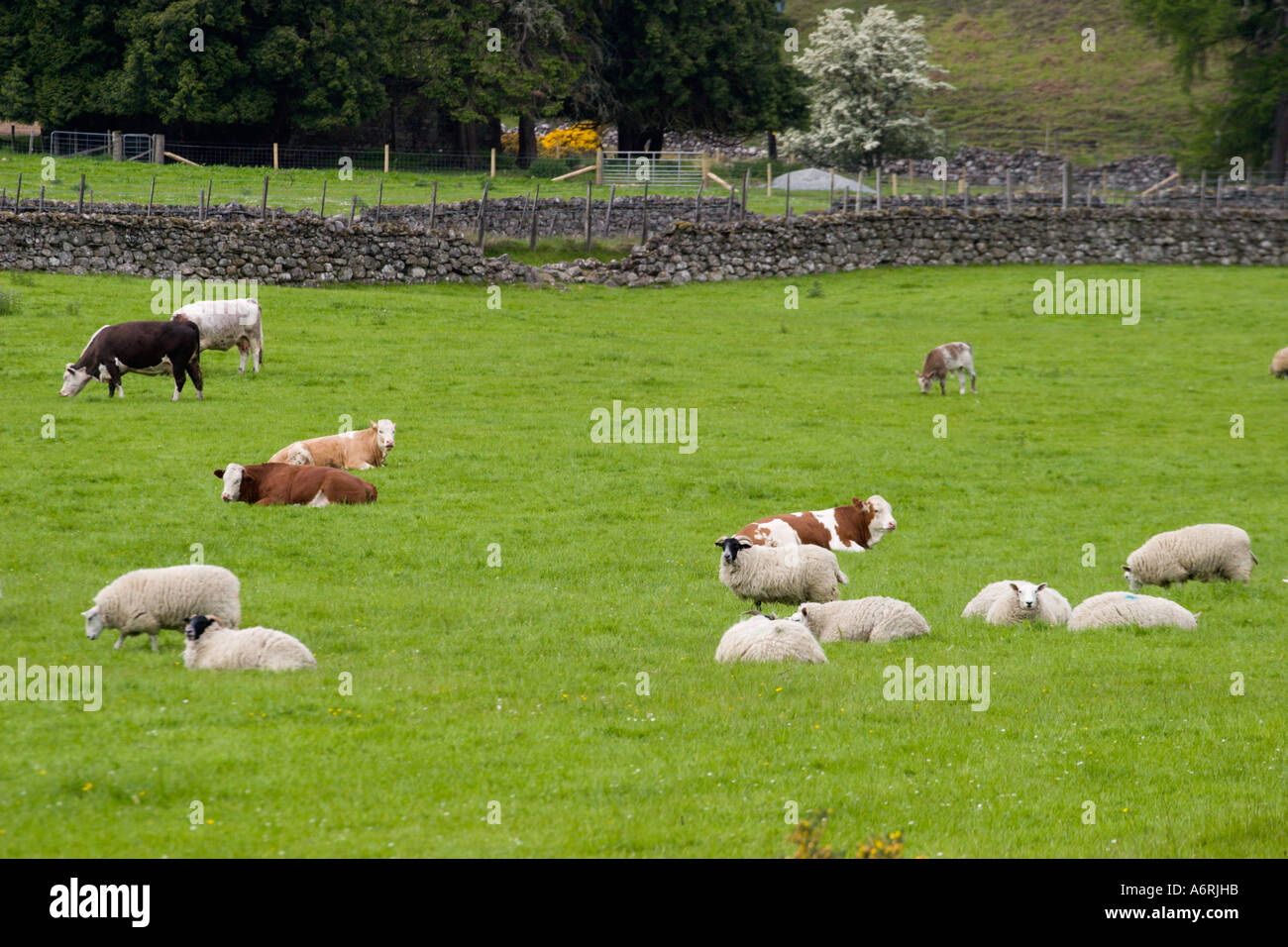 Cattle and Sheep Stock Photo - Alamy