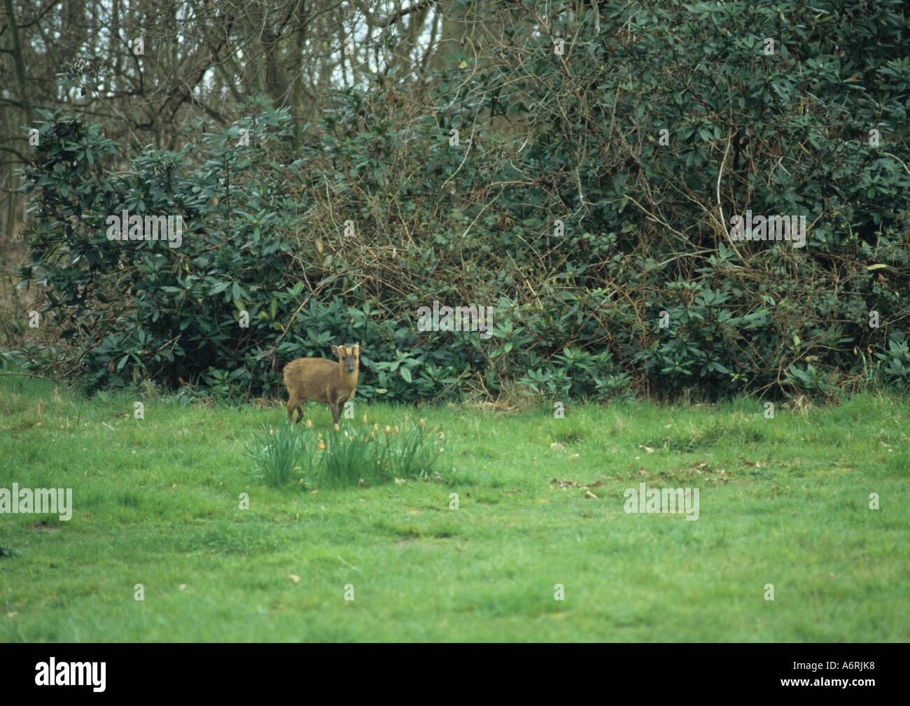Chinese Muntjac (Muntiacus reevesi) on Benacre Estate in Suffolk in the ...