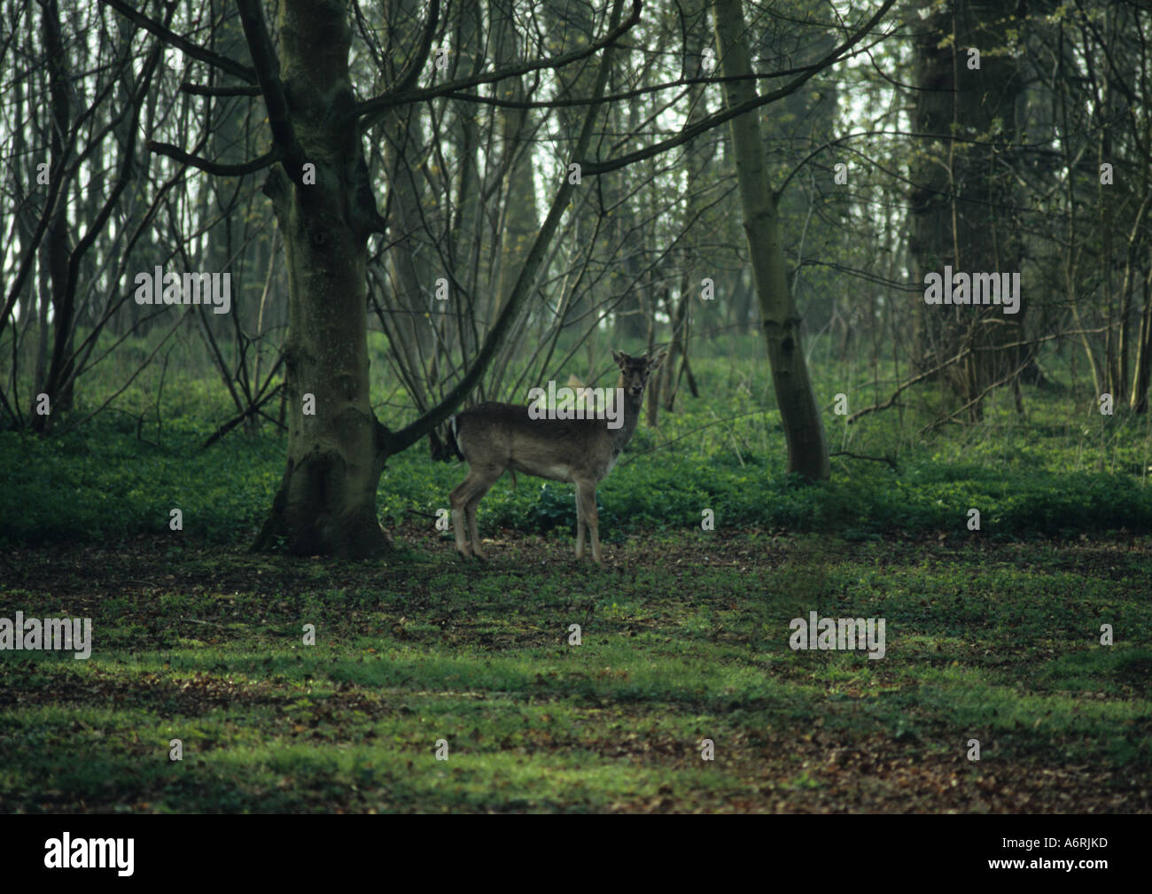 Wild Fallow Deer (Dama dama) in the Uk Stock Photo - Alamy