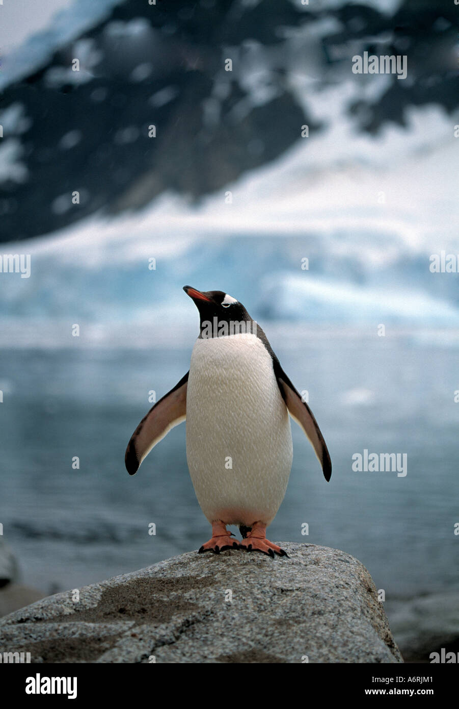 antartic, antartica, ice continent, frozen continent, cold continent ...